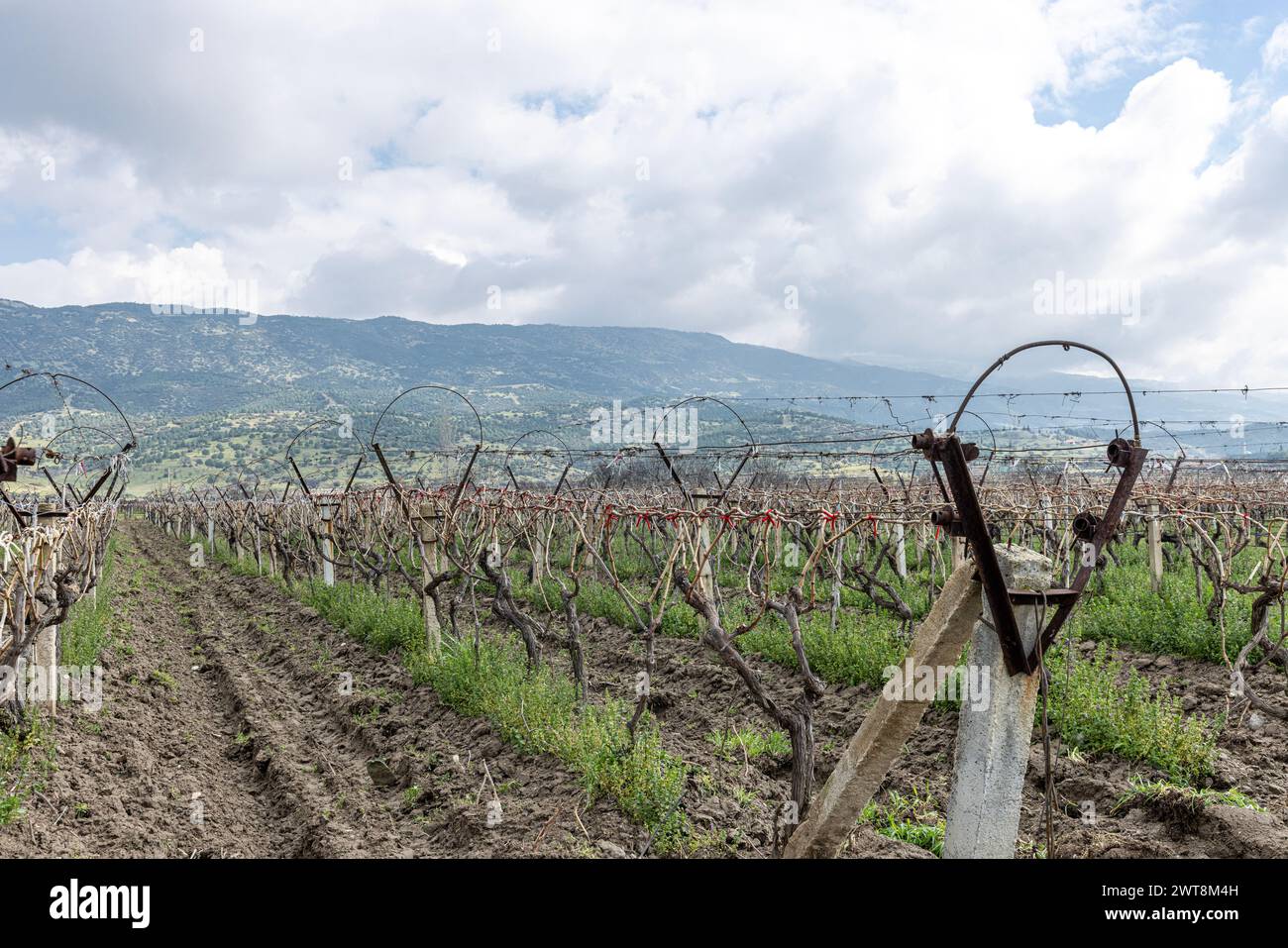 Close-up view of pruned vines tied to a wire trellis, green grass ...
