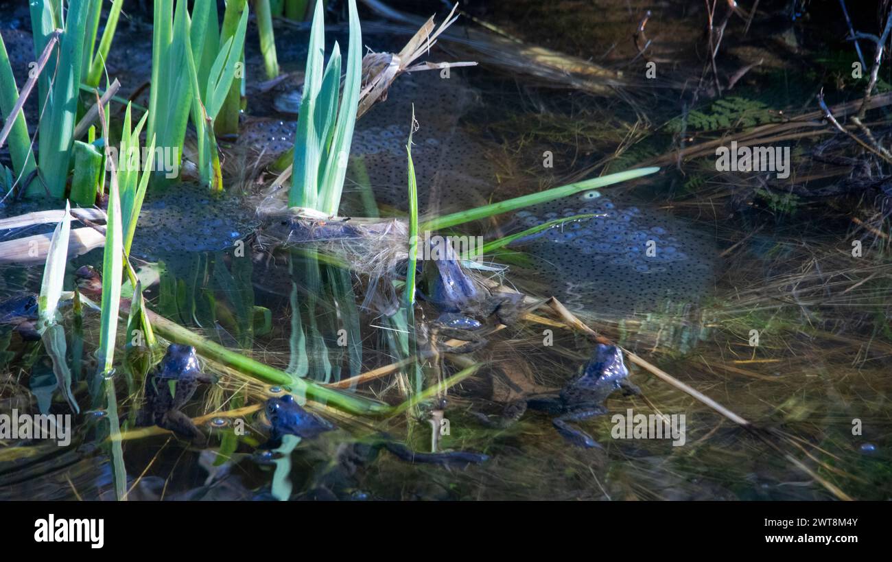 Common frogs spawning and breeding in spring Stock Photo - Alamy