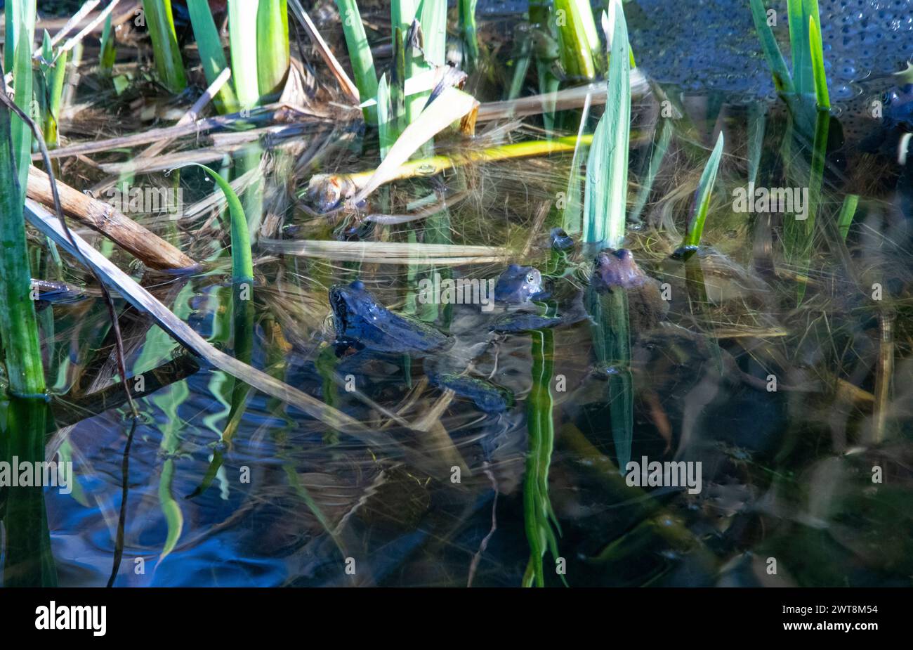 Common frogs spawning and breeding in spring Stock Photo - Alamy