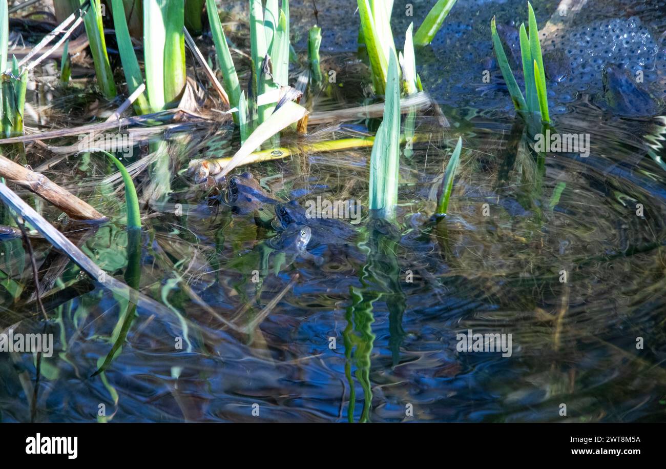 Common frogs breeding and spawning in spring Stock Photo - Alamy