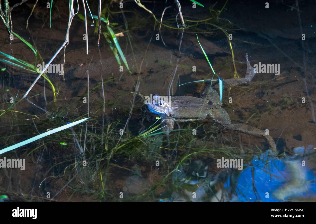 Common frogs spawning and breeding in spring Stock Photo - Alamy