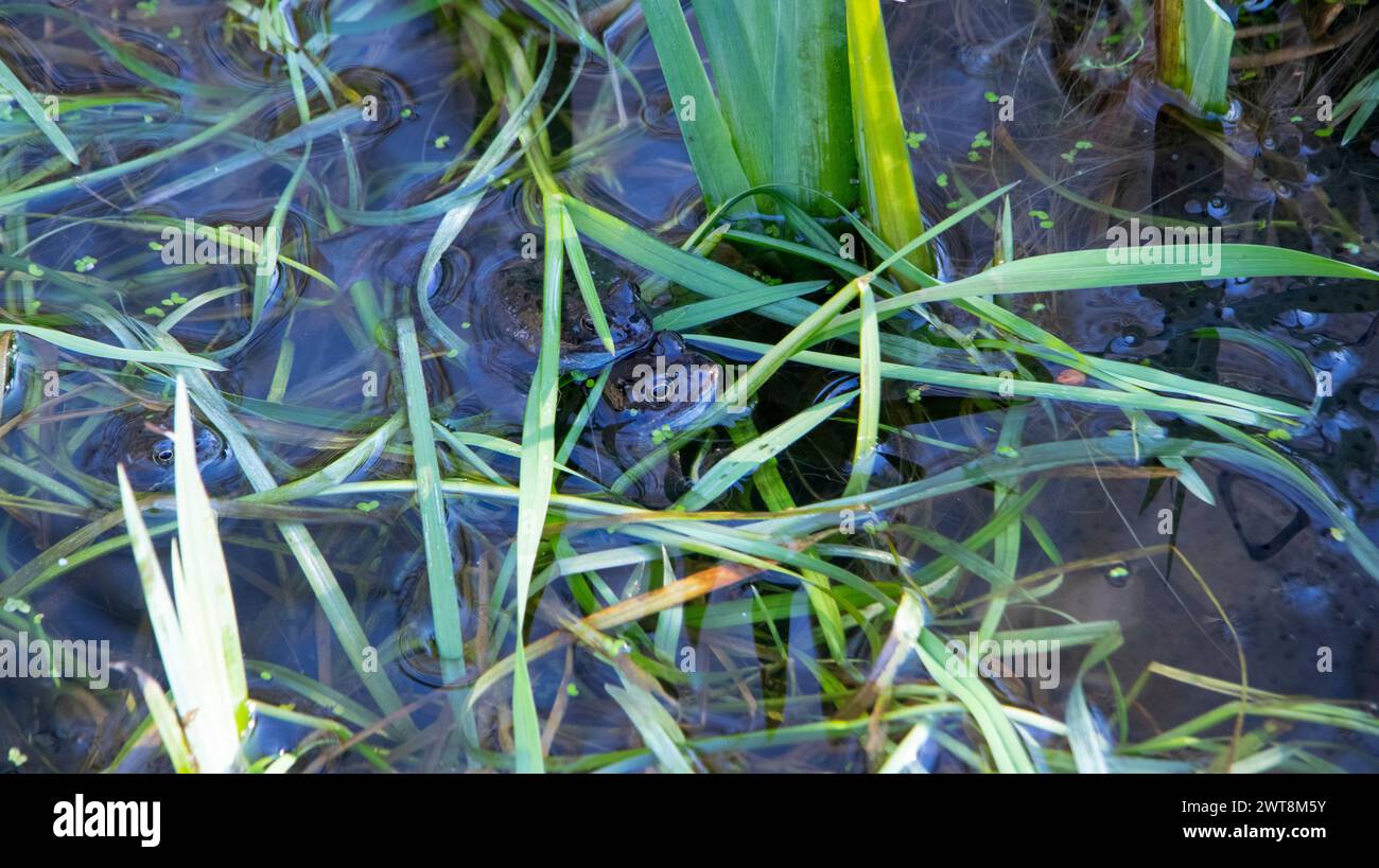 Common frogs breeding and spawning in spring Stock Photo - Alamy