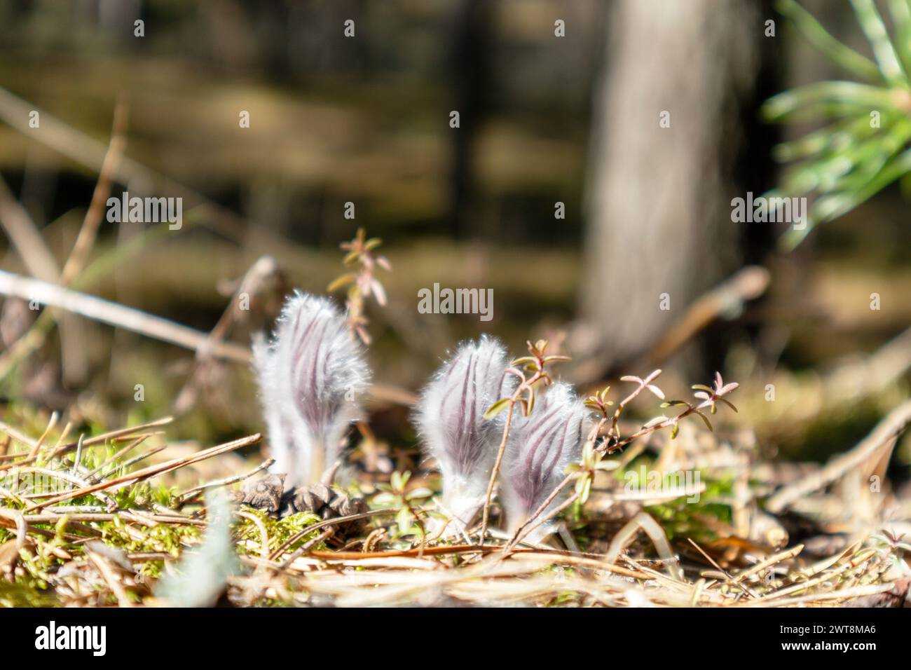 Small white and fluffy flowers on a forest background Stock Photo - Alamy