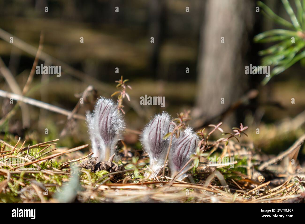 Small white and fluffy flowers on a forest background Stock Photo - Alamy