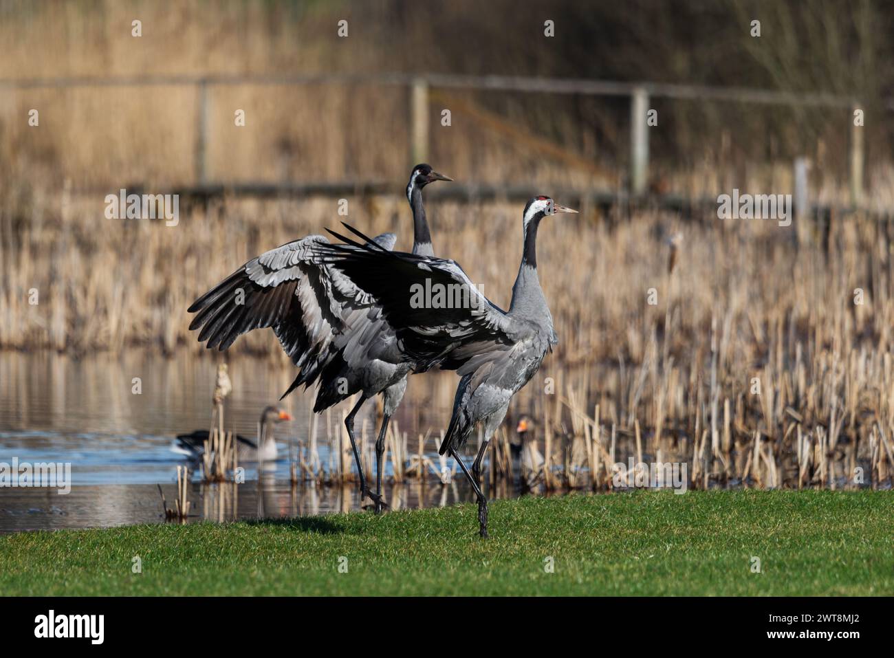 Black crane art hi-res stock photography and images - Alamy