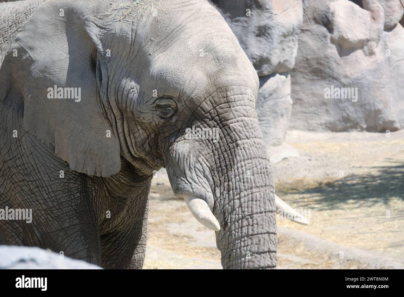 Gentle giant repose hi-res stock photography and images - Alamy