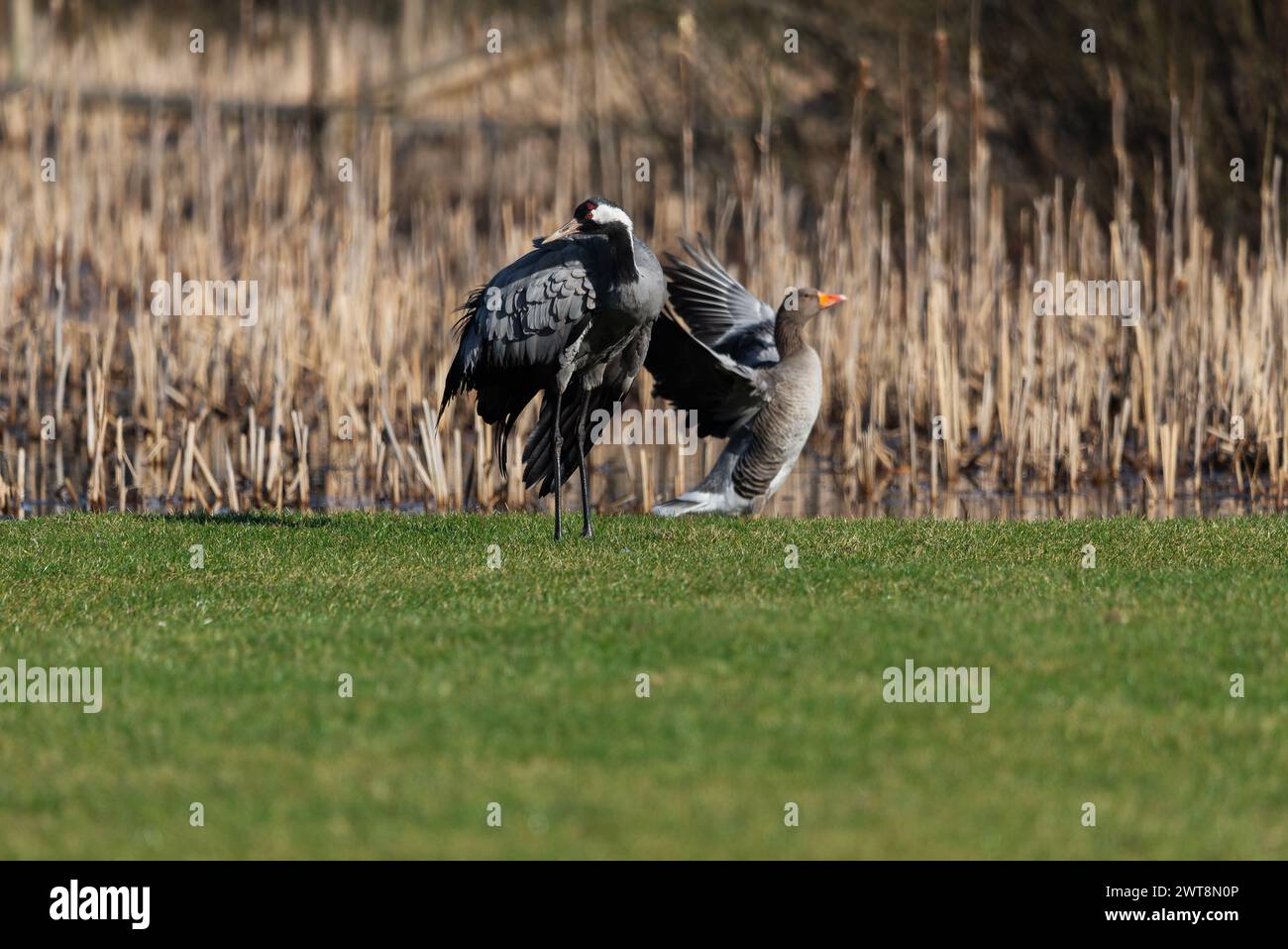 Common crane bird and greylag goose flapping wings - focus on crane ...