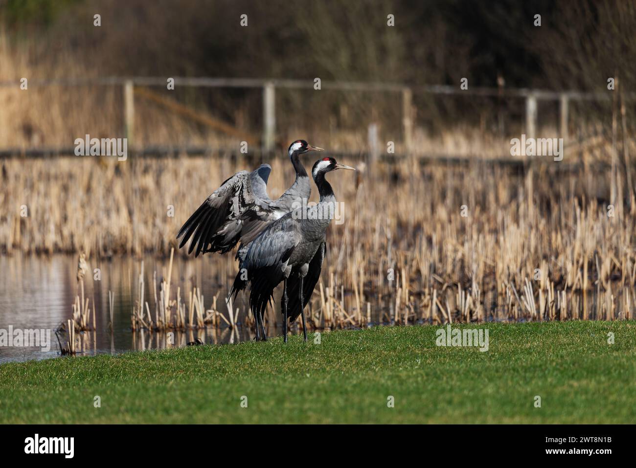 Common crane birds (Grus grus) , flapping wings - selective focus Stock ...