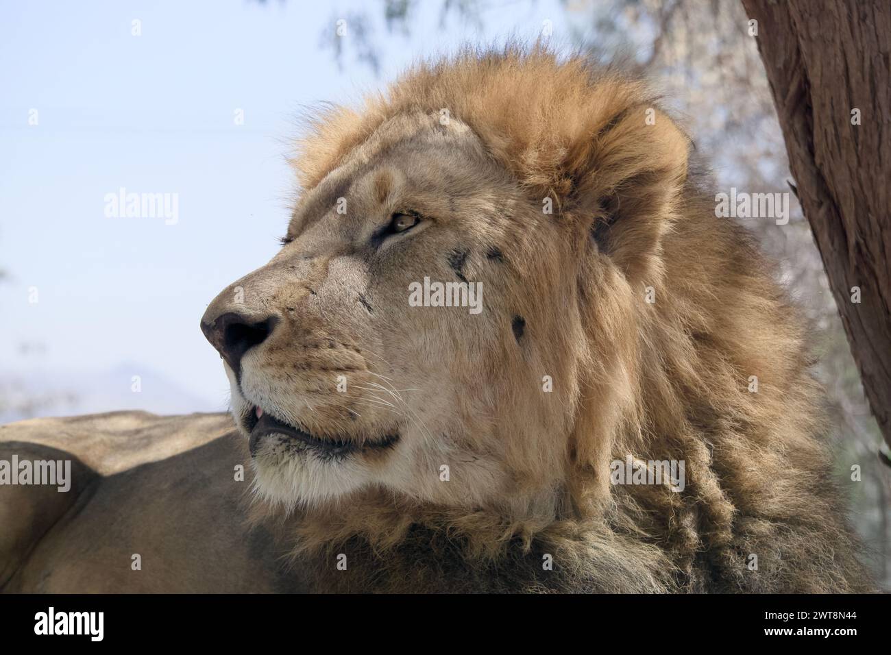 Regal repose hi-res stock photography and images - Alamy