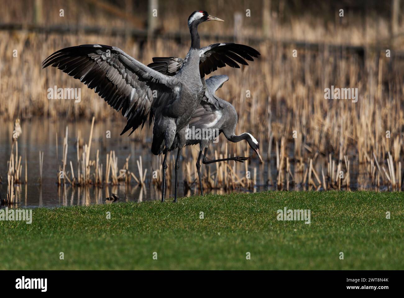 Common crane birds (Grus grus) , flapping wings - selective focus Stock ...