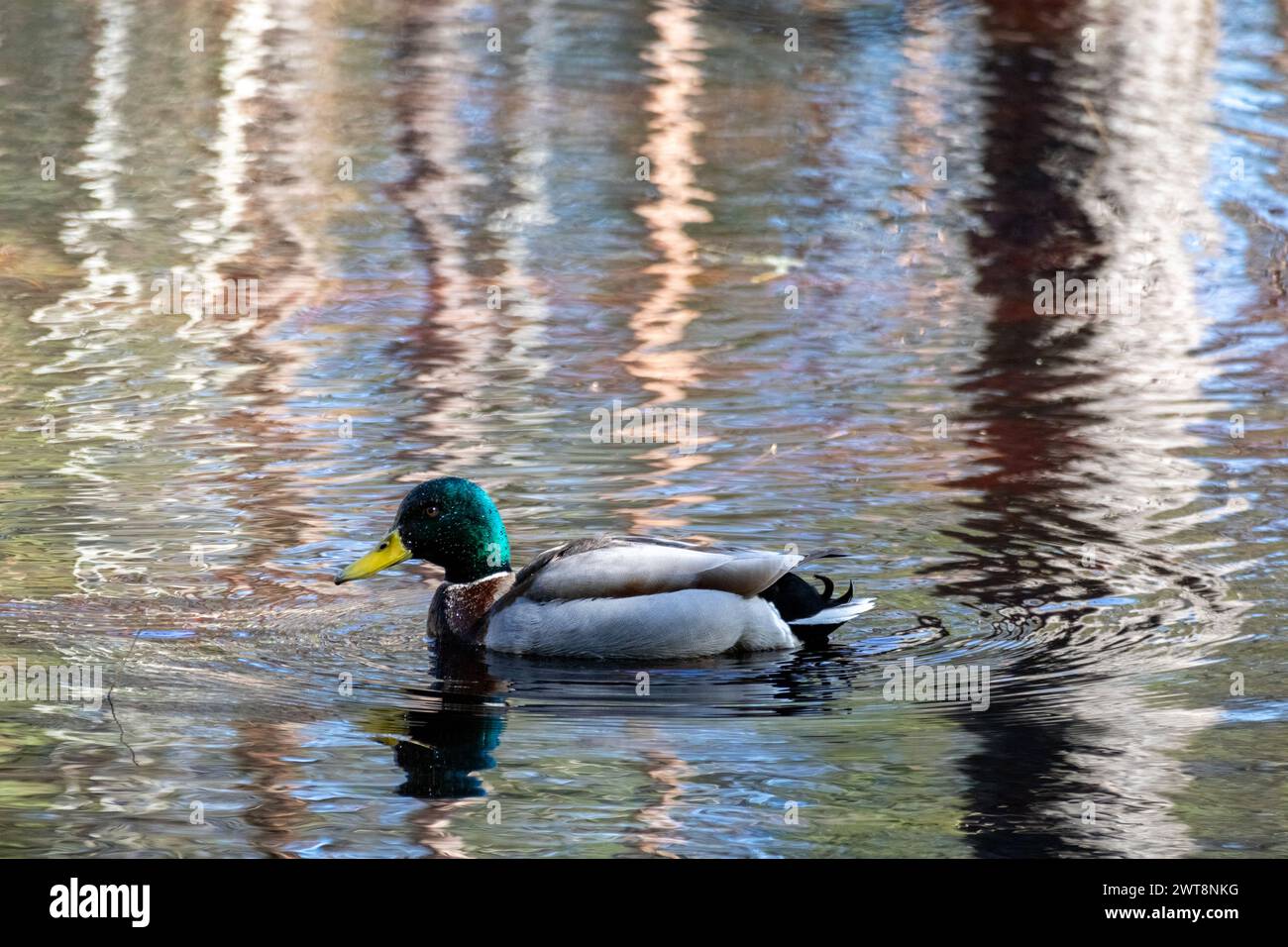 Feathered water hi-res stock photography and images - Alamy