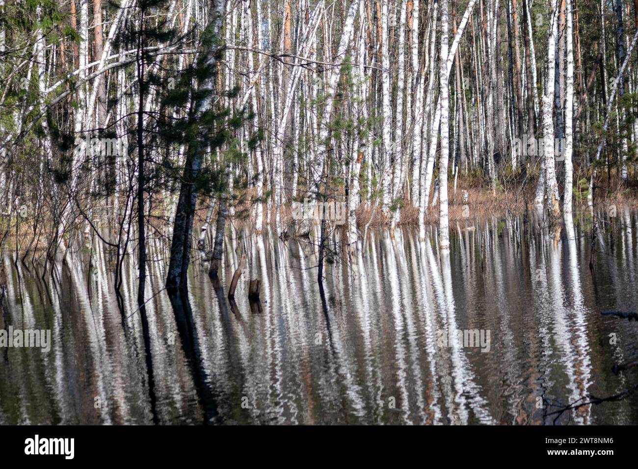 A marshy place with birch trees and a reflection on the water ...
