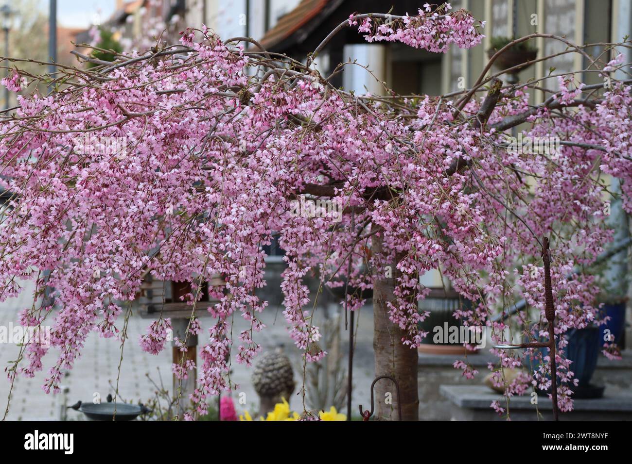 Blood red weeping cherry hi-res stock photography and images - Alamy