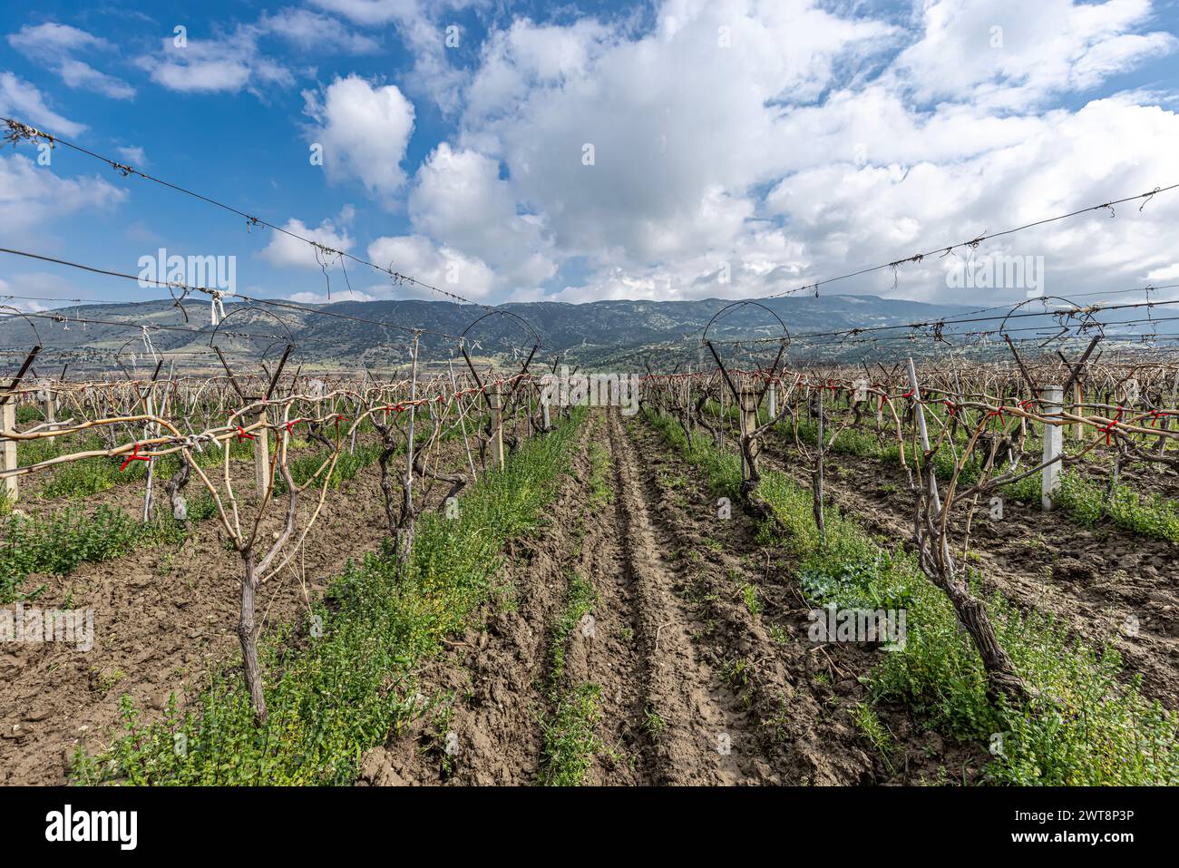 Close-up view of pruned vines tied to a wire trellis, green grass ...