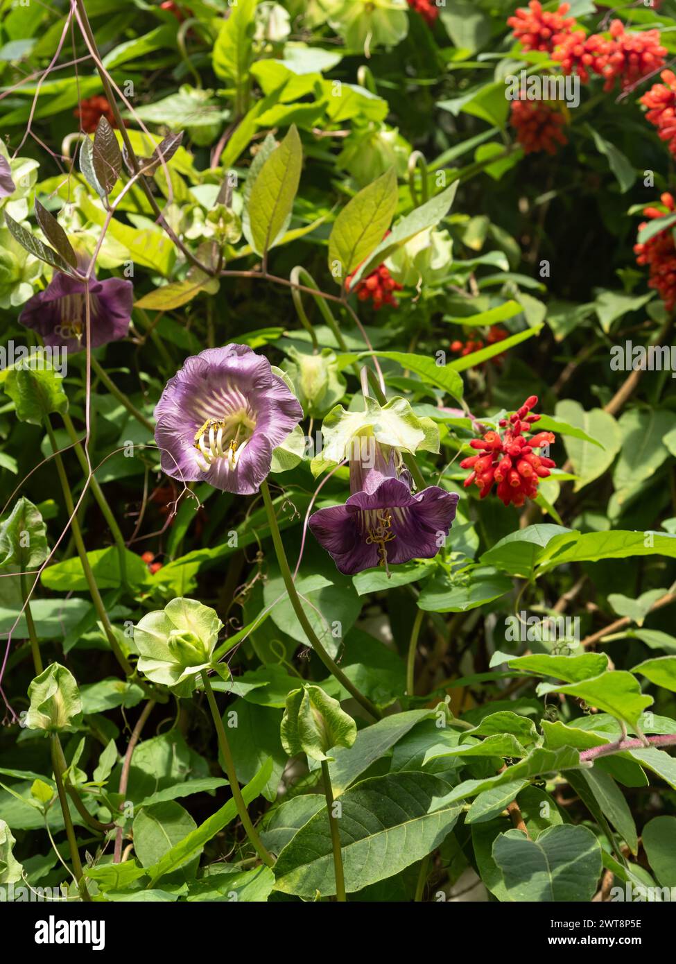 Purple cobaea flower hi-res stock photography and images - Alamy