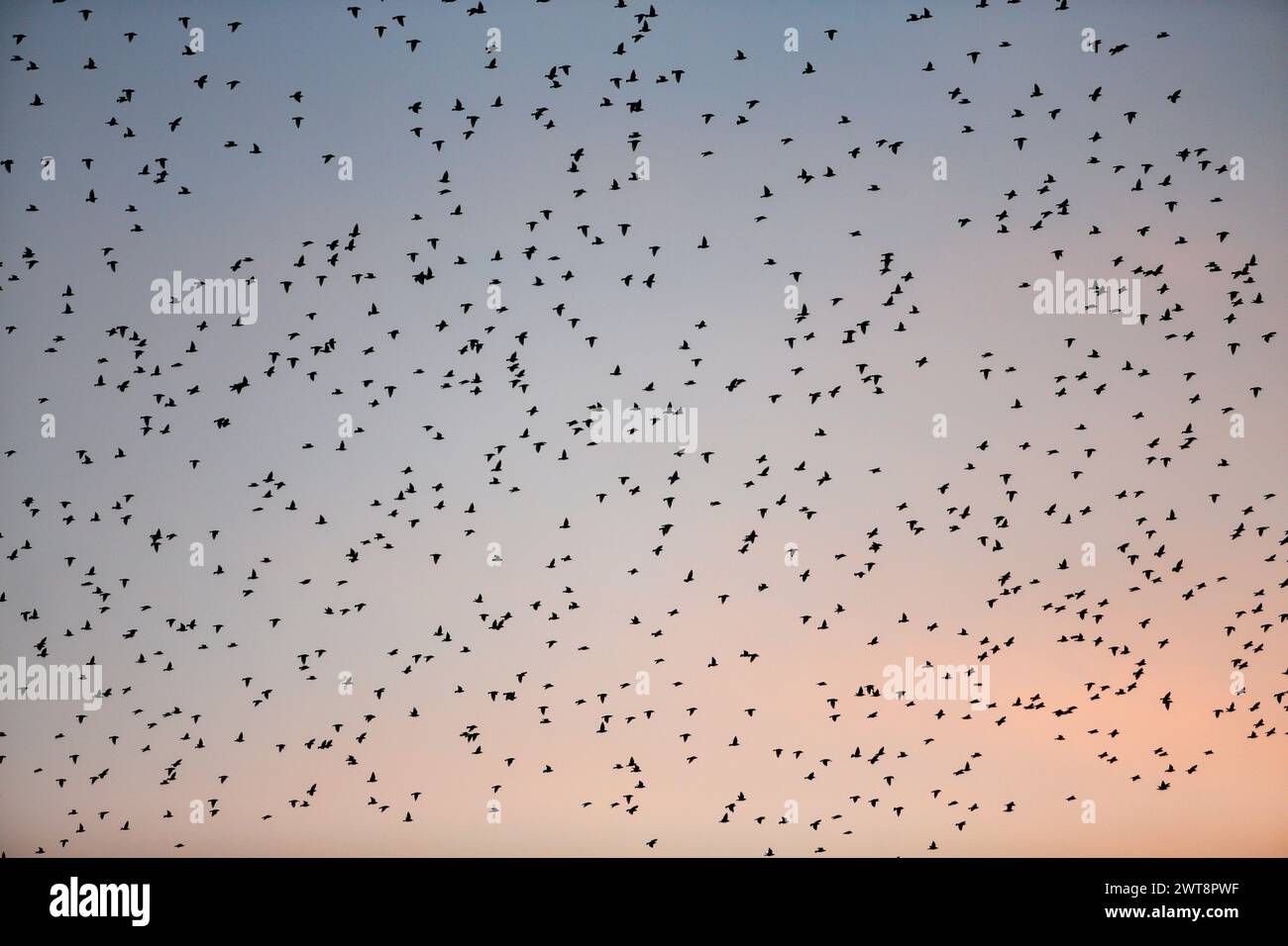 A stunning view of a starling murmuration creating patterns in the ...