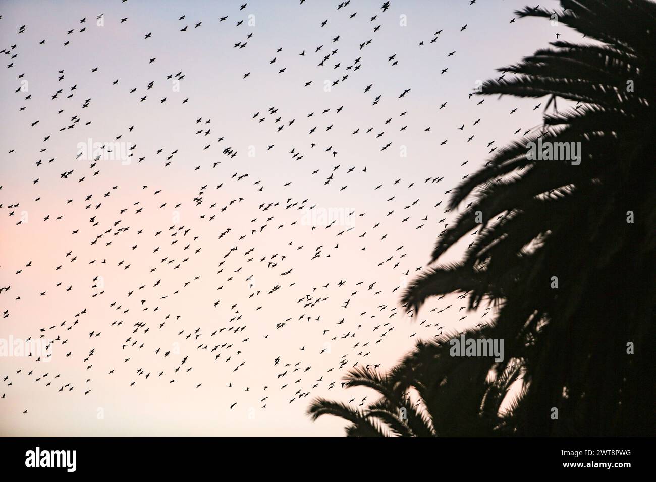A stunning view of a starling murmuration creating patterns in the ...