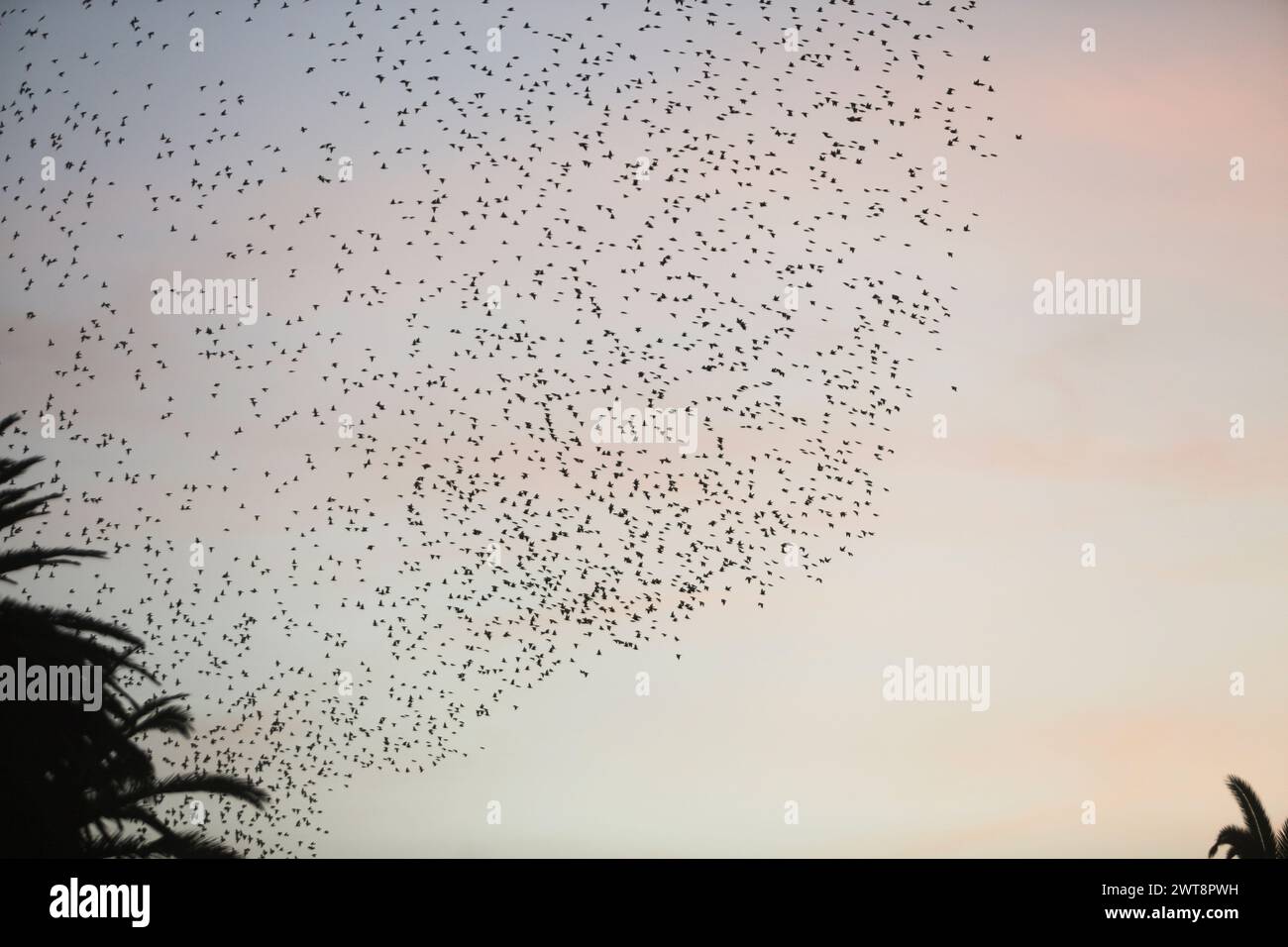 A stunning view of a starling murmuration creating patterns in the ...