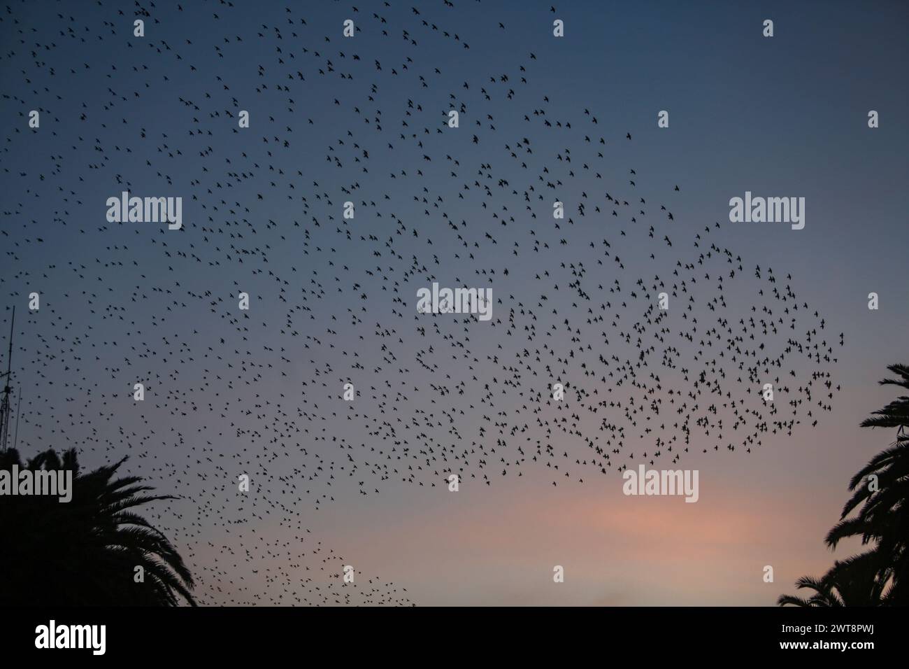 A stunning view of a starling murmuration creating patterns in the ...