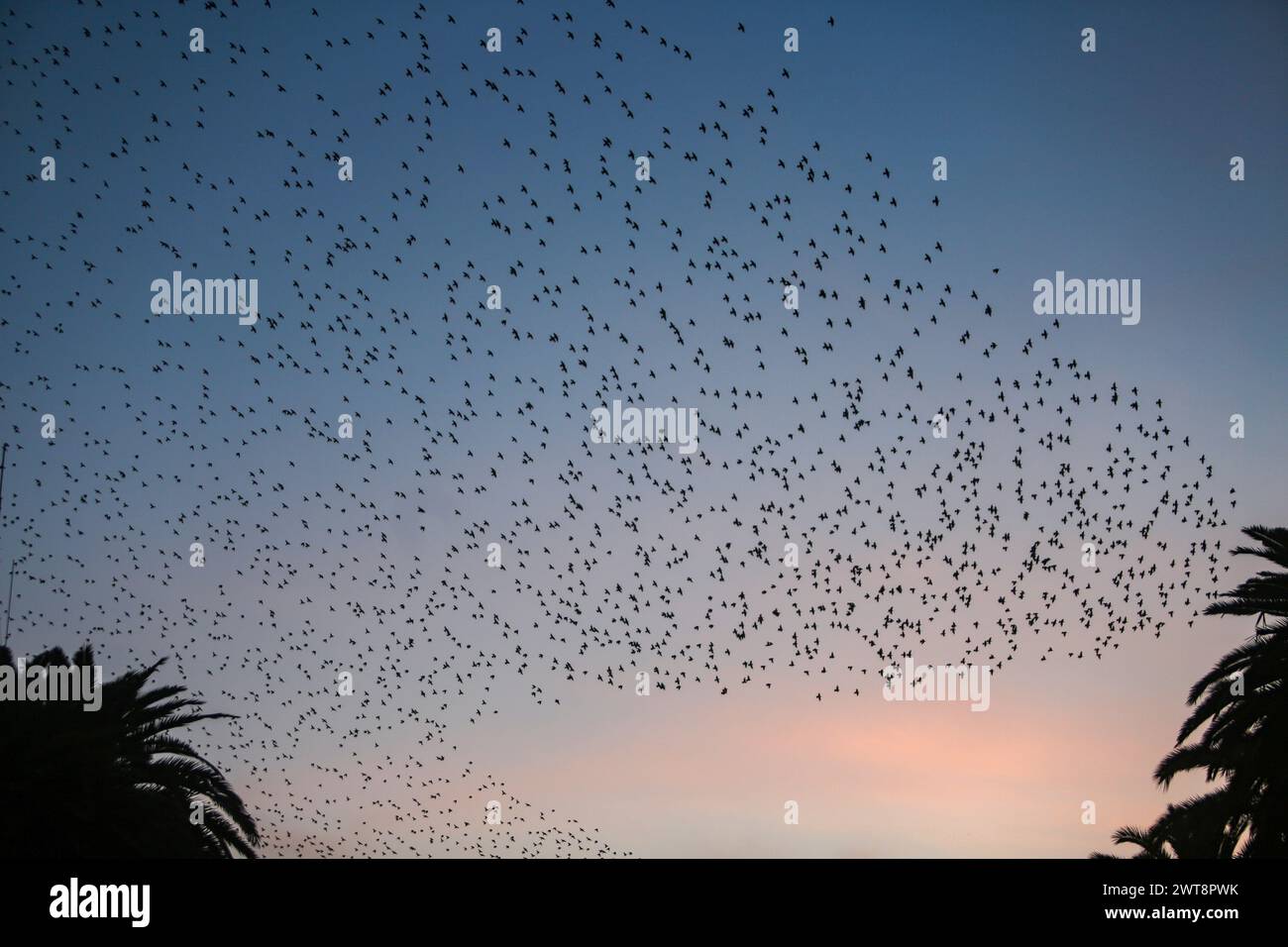 A stunning view of a starling murmuration creating patterns in the ...