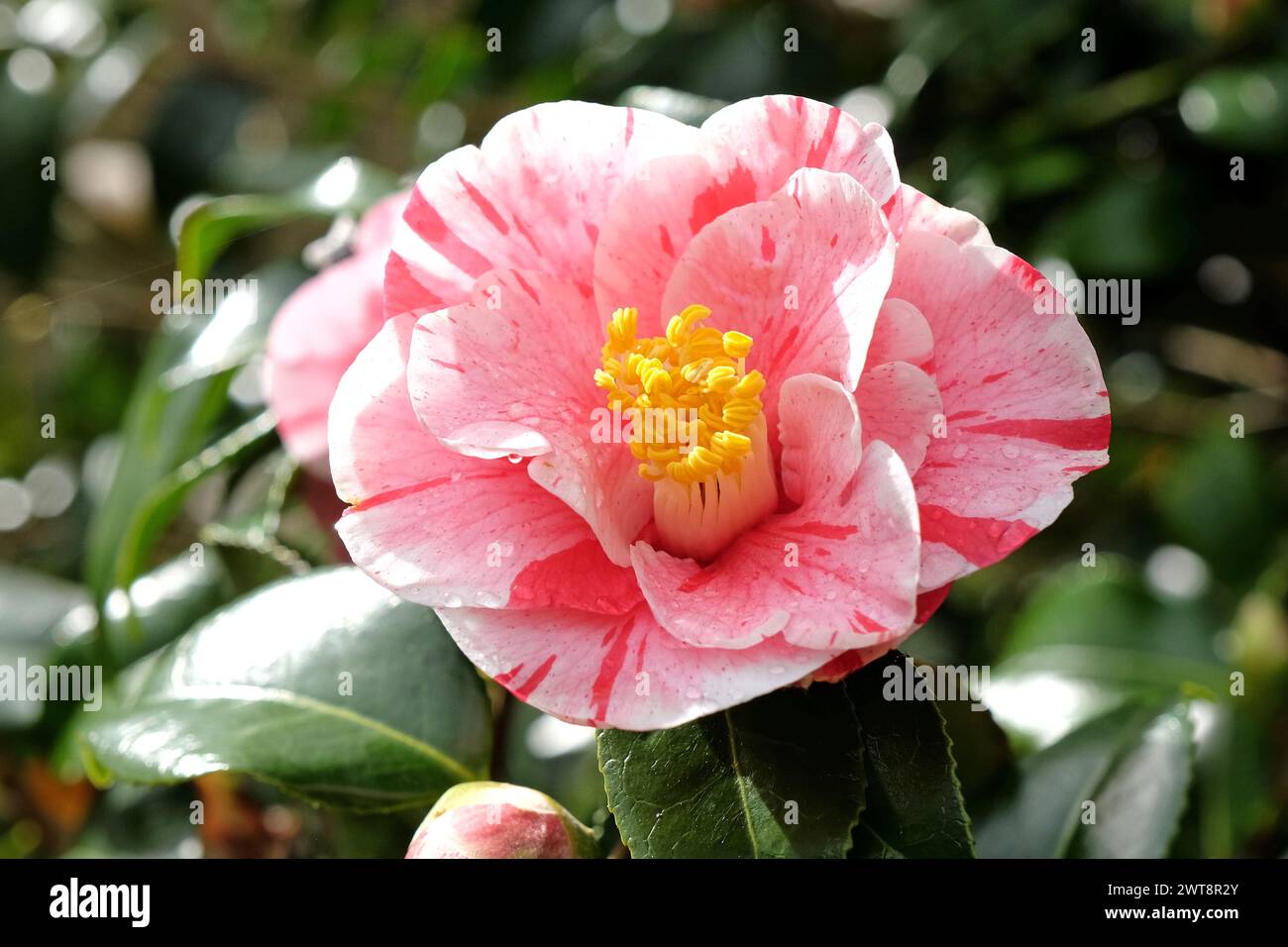 Red and white variegated striped Camellia japonica ÔLady VansittartÕ in ...