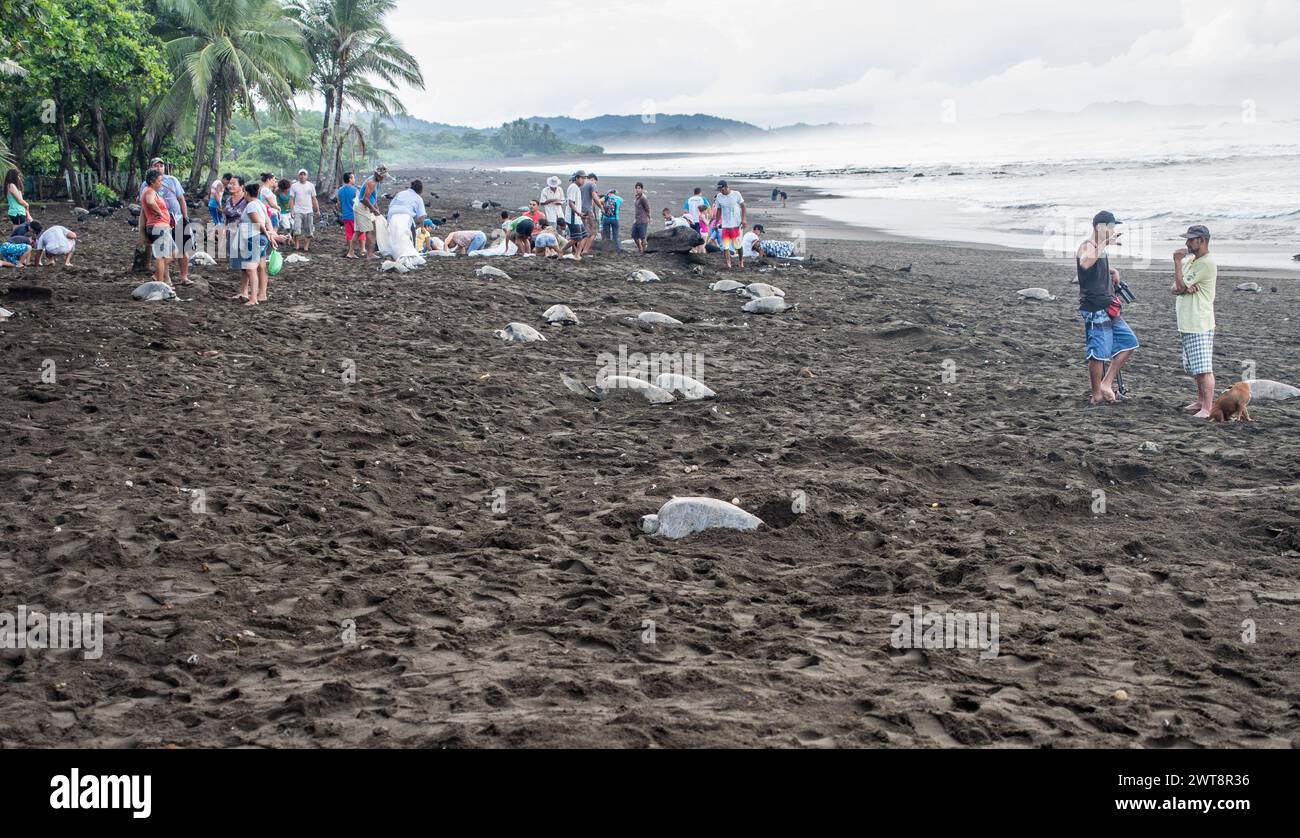 Residents of Costa Rican village Ostional are gathering sea turtle eggs ...