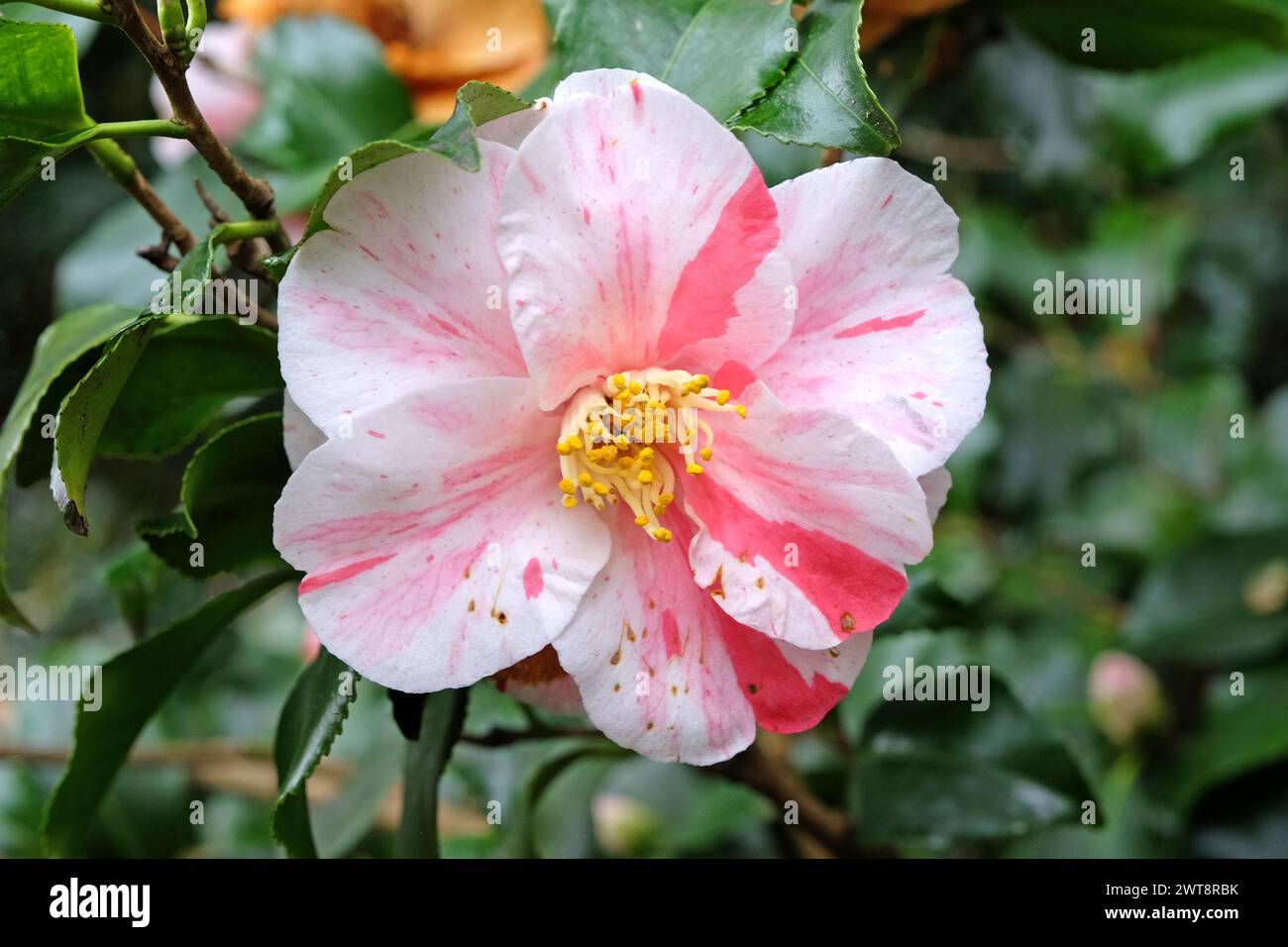 Red and white variegated striped Camellia japonica ÔLady VansittartÕ in ...