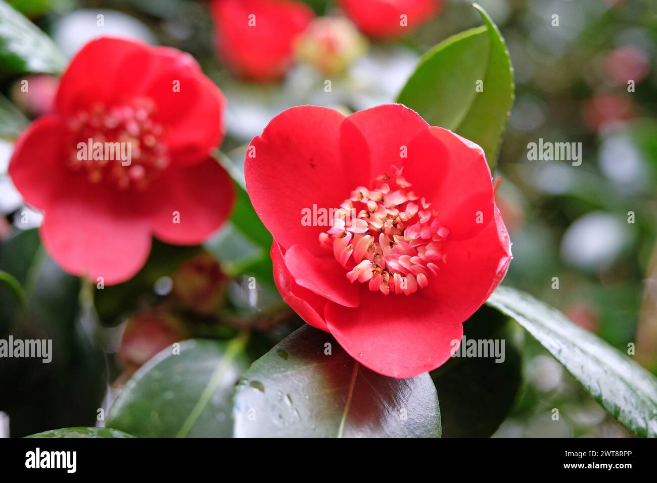 Small single red Camellia japonica 'Kimberley' in flower Stock Photo ...
