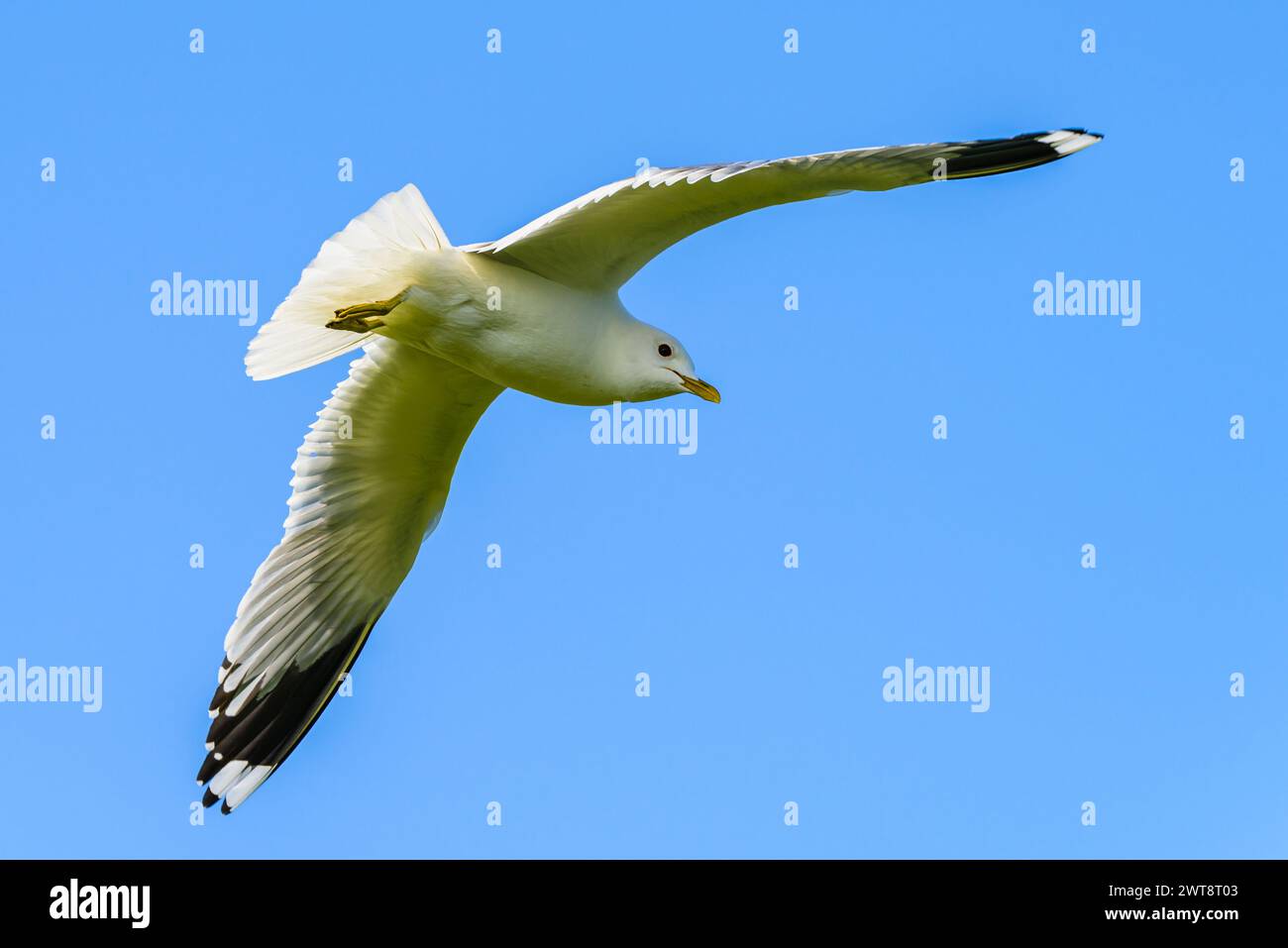 Common white seagull larus hi-res stock photography and images - Alamy