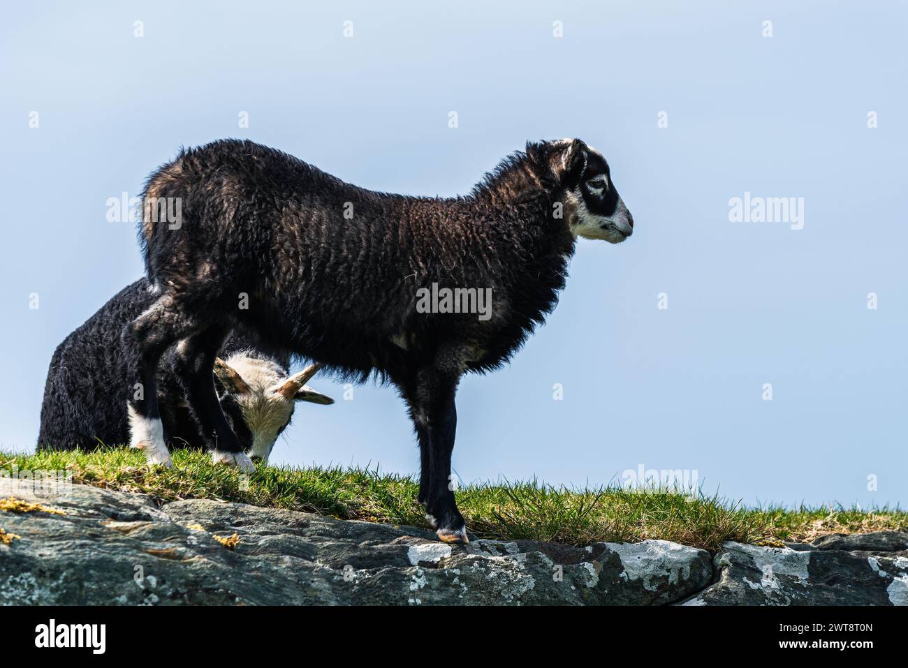 Wild Sheep from Haraldshaugen, HAUGESUND, NORWAY, Europe Stock Photo ...