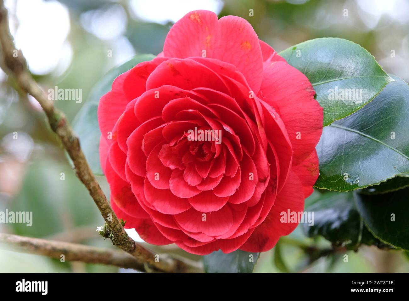 Red rosette double Camellia japonica ÔBlack TieÕ in flower Stock Photo ...
