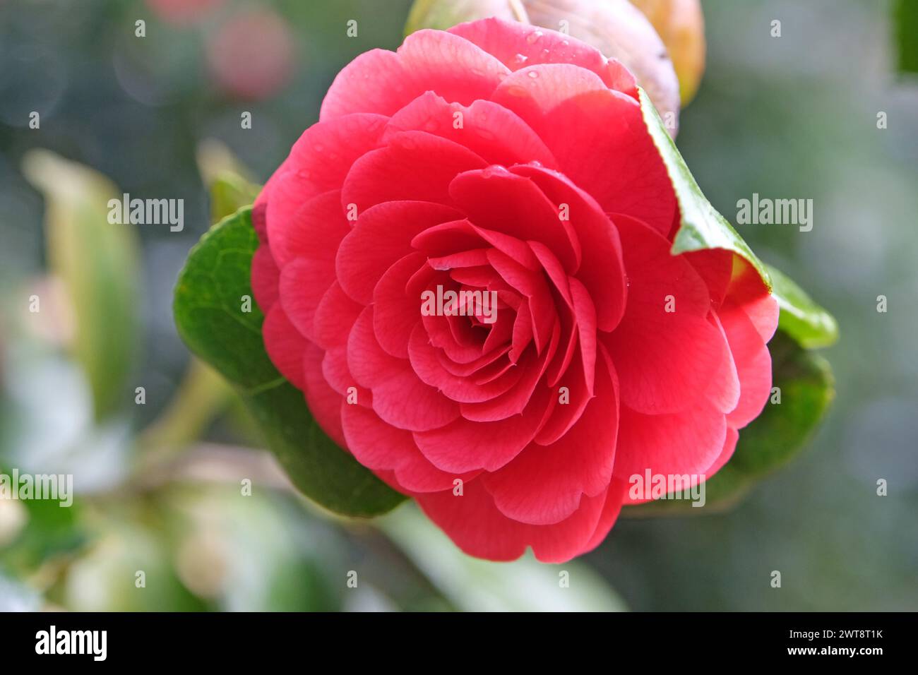 Red rosette double Camellia japonica ÔBlack TieÕ in flower Stock Photo ...