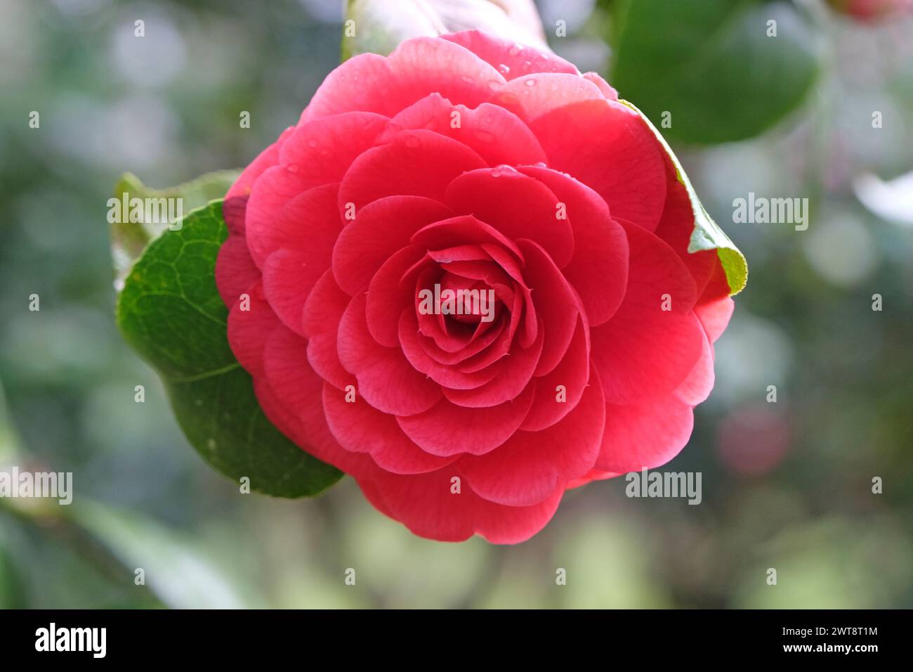 Double rosette flower hi-res stock photography and images - Alamy