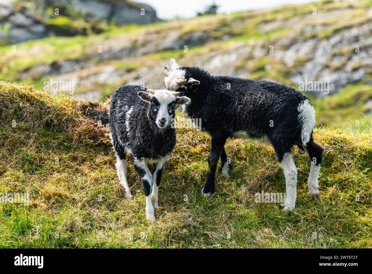 Wild Sheep from Haraldshaugen, HAUGESUND, NORWAY, Europe Stock Photo ...