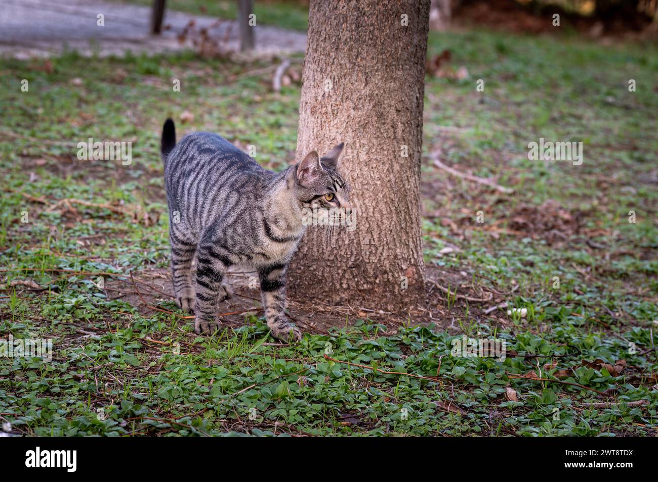 Cats near tree hi-res stock photography and images - Alamy