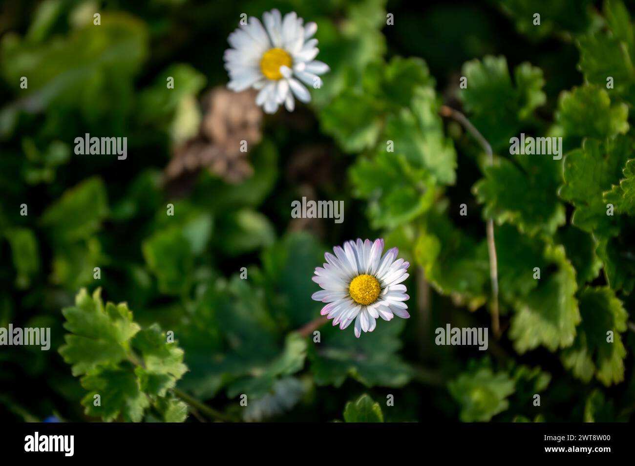 Two daisies hi-res stock photography and images - Alamy