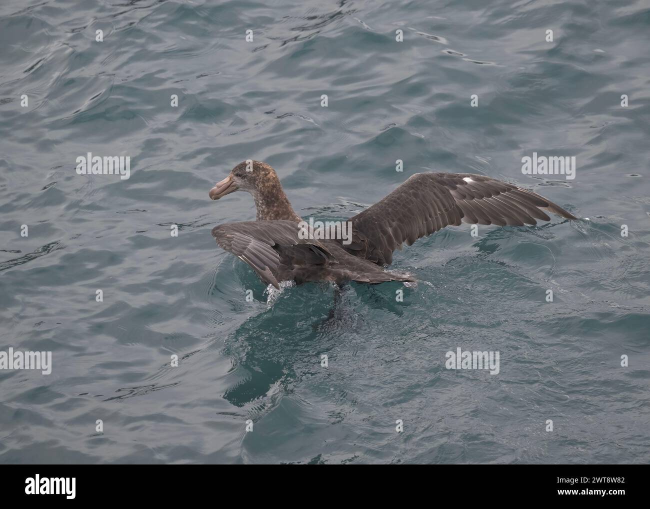 Petrel Southern Giant (Macronectes giganteus), sitting on the sea ...