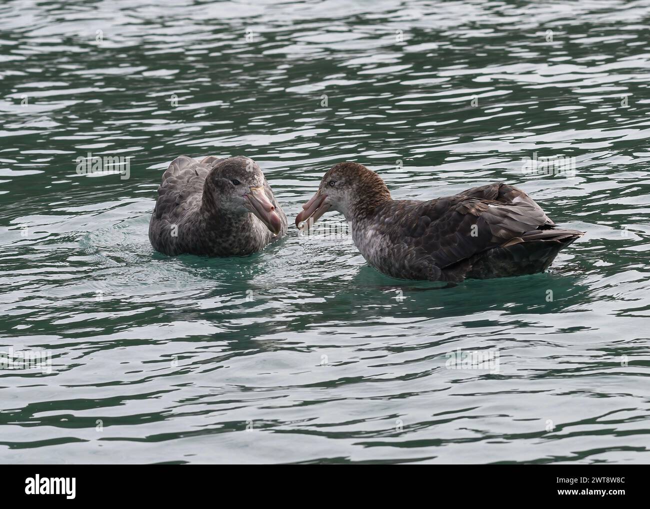 Petrel Southern Giant (Macronectes giganteus), sitting on the sea ...
