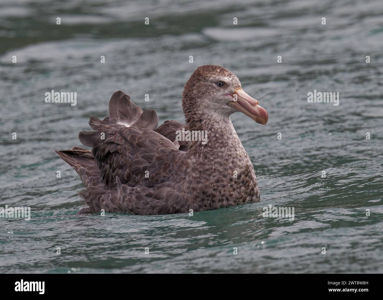 Petrel southern giant macronectes giganteus hi-res stock photography ...