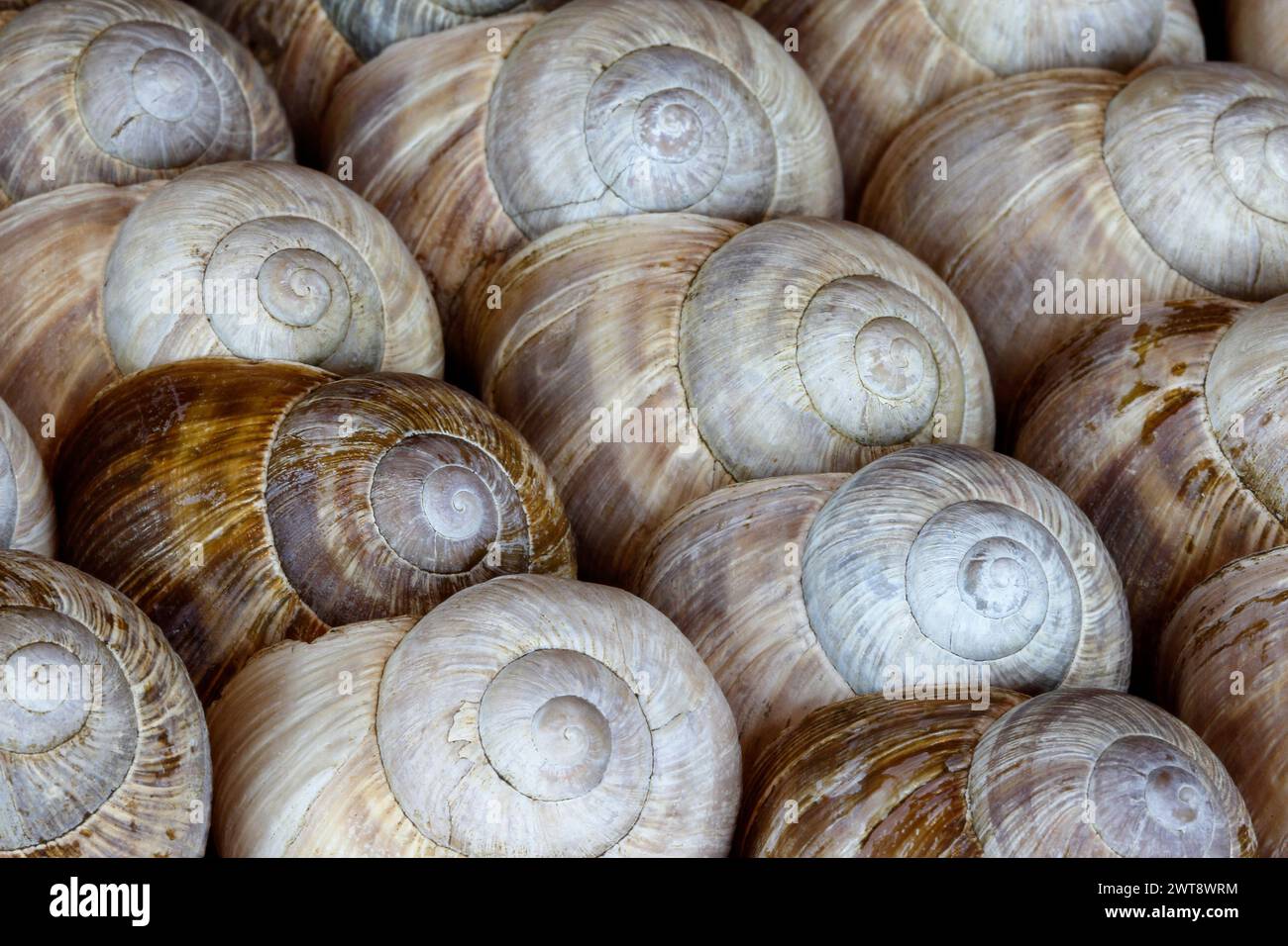 Artistic mosaic of nature, swirling spirals of calcium carbonate, the ...