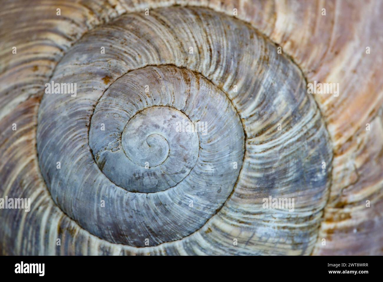 An artfully winding limestone path captured in the spiral of a snail ...