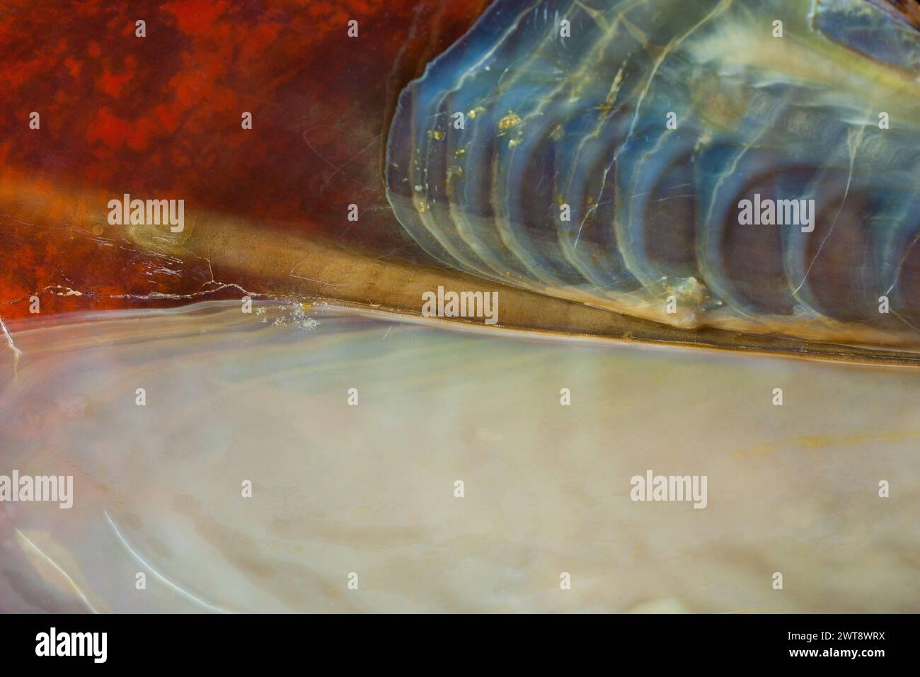 Nacre texture hi-res stock photography and images - Alamy