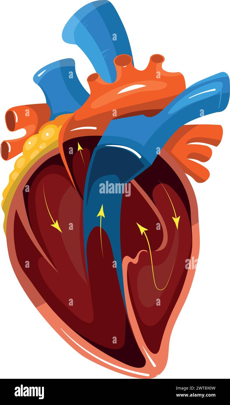 Human heart model. Blood moving anatomy illustration Stock Vector Image ...