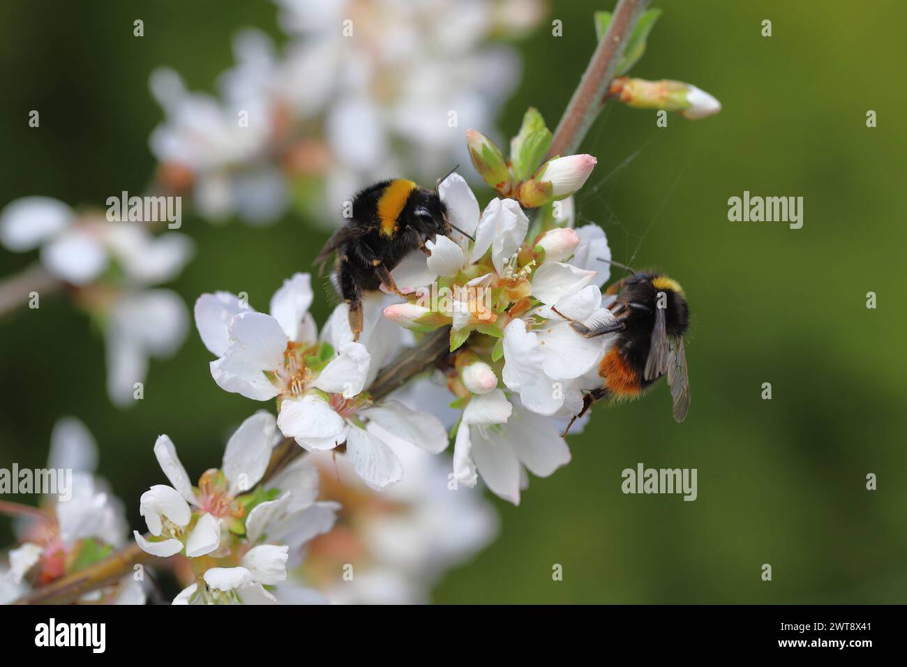 Bumblebee pollinating flowers in orchard, garden in spring Stock Photo ...