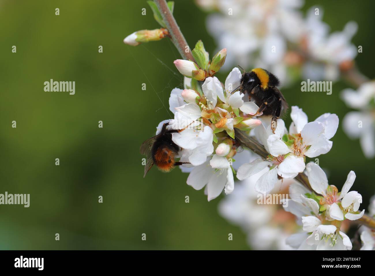 Bumblebee pollinating flowers in orchard, garden in spring Stock Photo ...