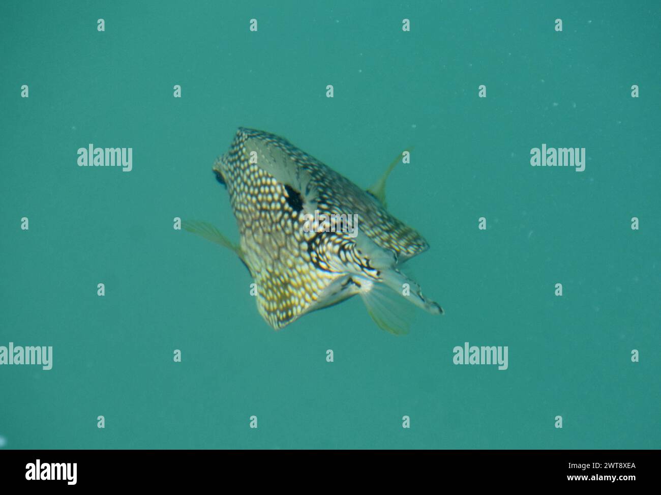 Polka dots and underwater hi-res stock photography and images - Alamy