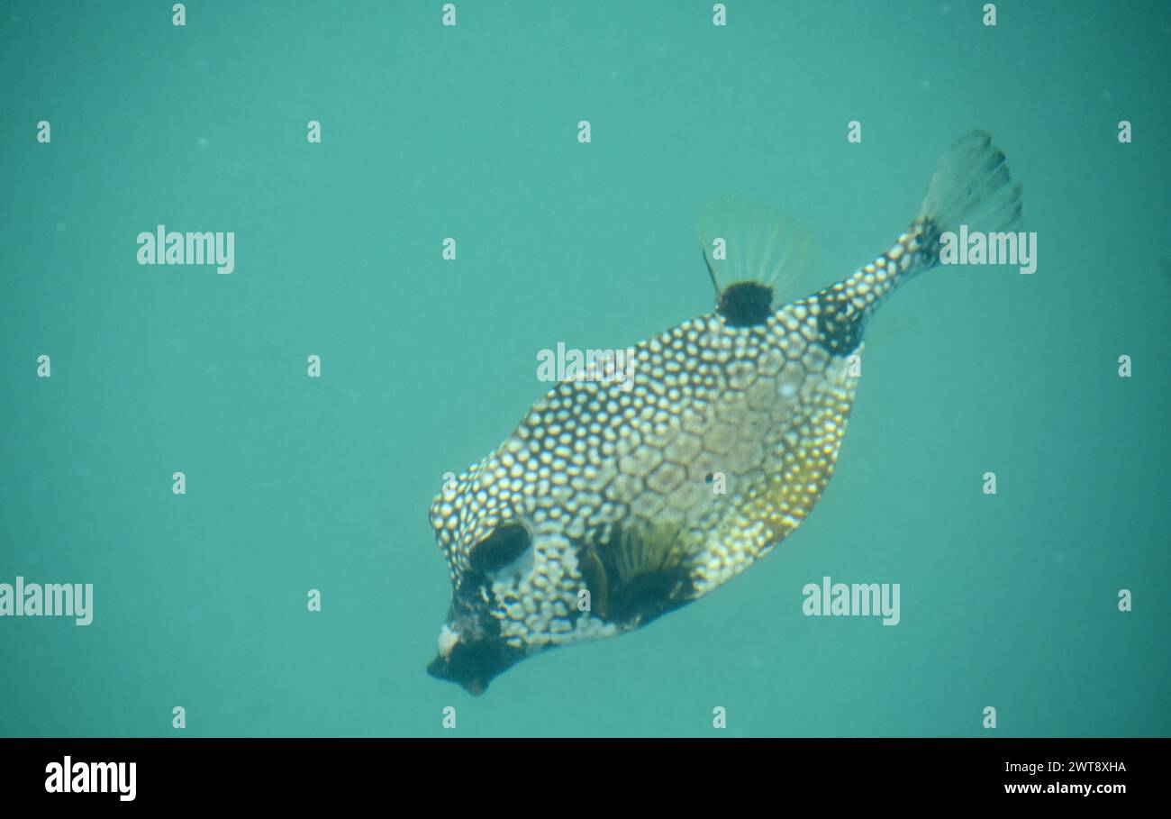 Fantastic puffer fish swimming along under the waters surface Stock ...