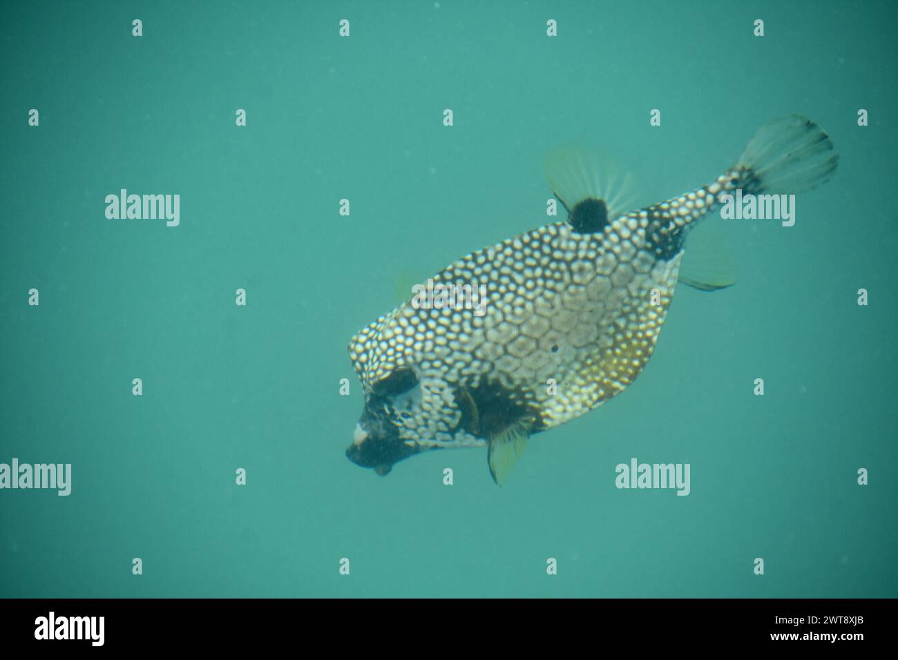 Polka dot patterned fish in beautiful turquoise waters Stock Photo - Alamy