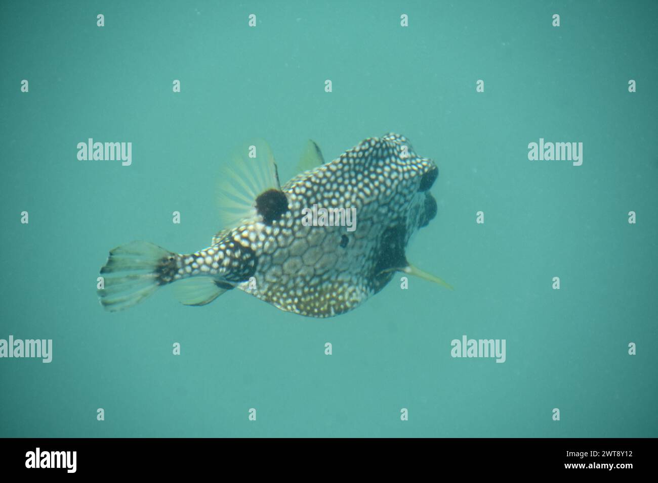 Amazing close up of a puffer fish swimming along under the water Stock ...