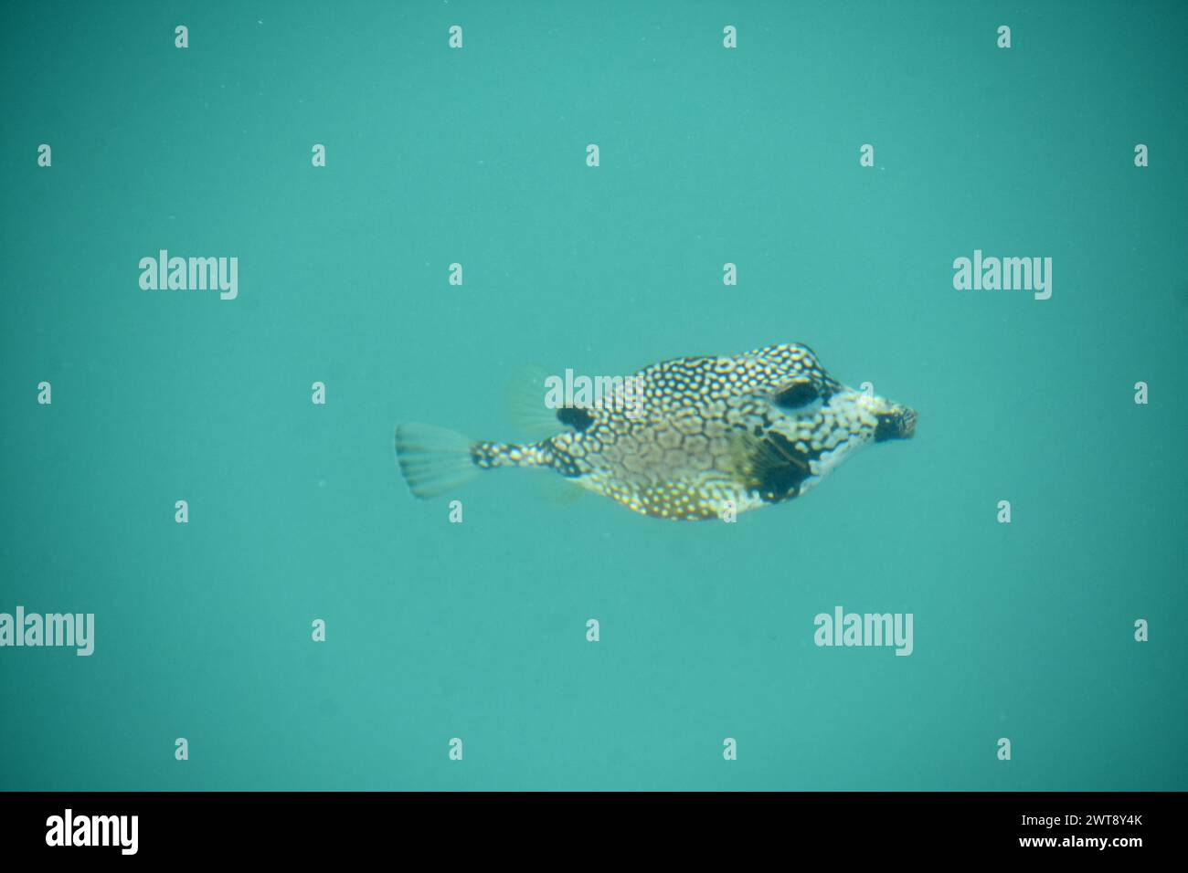 Amazing puffer fish swimming underwater in the tropics Stock Photo - Alamy